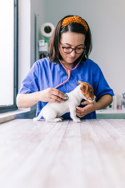 Who Benefits Most from Regular Pet Check-ups? - Seattle Comment