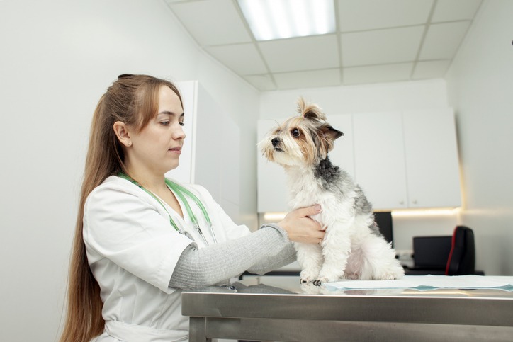 How Can I Find Affordable Veterinary Care for My Pet? - Seattle Comment