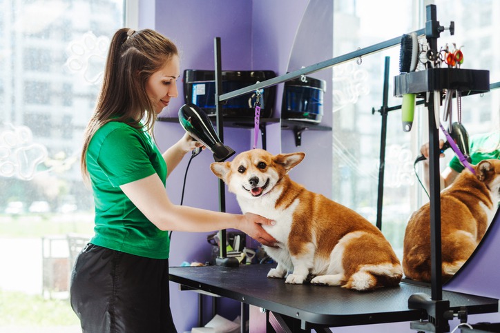 How Can Regular Grooming Improve My Pet’s Overall Health - Seattle Comment
