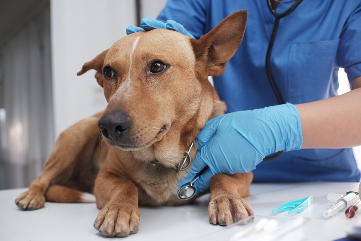Why Are Emergency Animal Hospitals Important for Pet Safety? - Seattle ...
