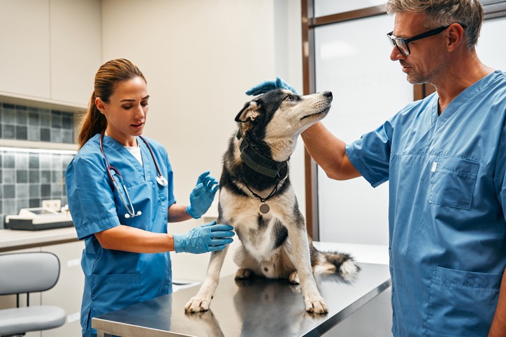 Why Should Vet Services Be A Part Of Your Pet’s Healthcare Routine ...